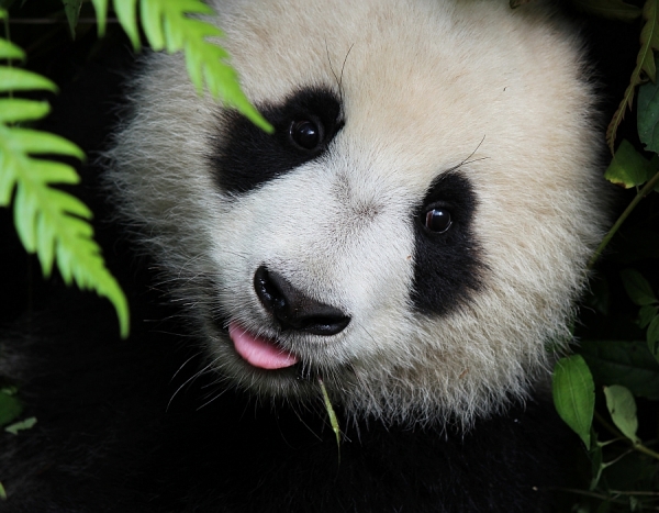 Datos que no sabías sobre los Osos Pandas: Datos extraños de los pandas.