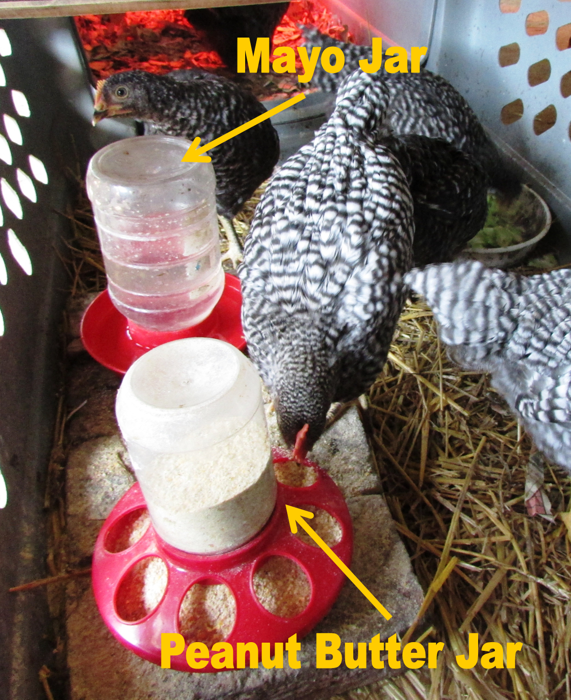 The American Haggard Housewife: Cluck, Cluck: Part 2 of Our Chicken ...