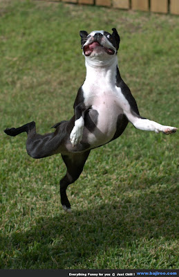 Funny dog dancing - Funny dancing. ~ Funny Pictures