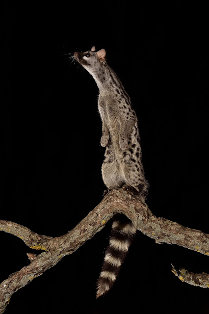 PHOTONATURE: Jineta (Genetta genetta)