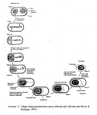 - mengubah nira menjadi tuak ( Saccharomyces tuac )