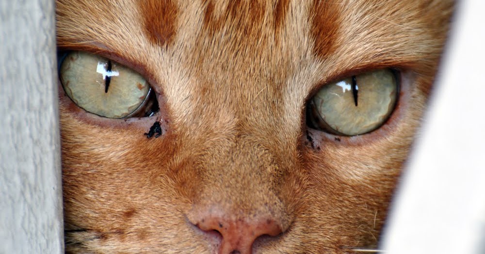 j'ai vu, j'ai photographié, je partage: Chat roux