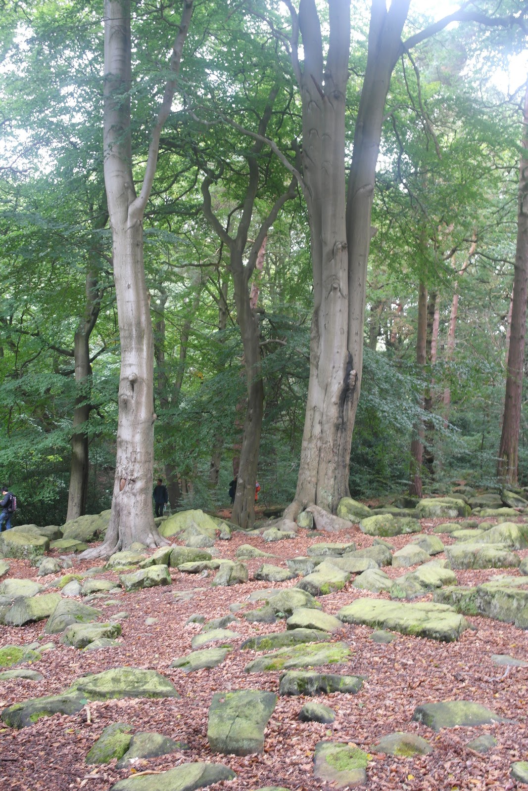 Peripatetic Island: Nature Obscura - An Intervention in Adel Woods