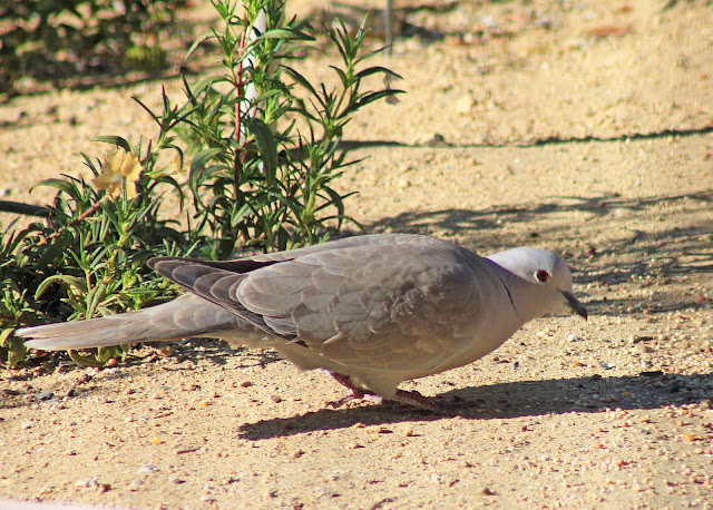 La Cresta Critters: Ringed Turlte Dove (Streptopelia risoria)