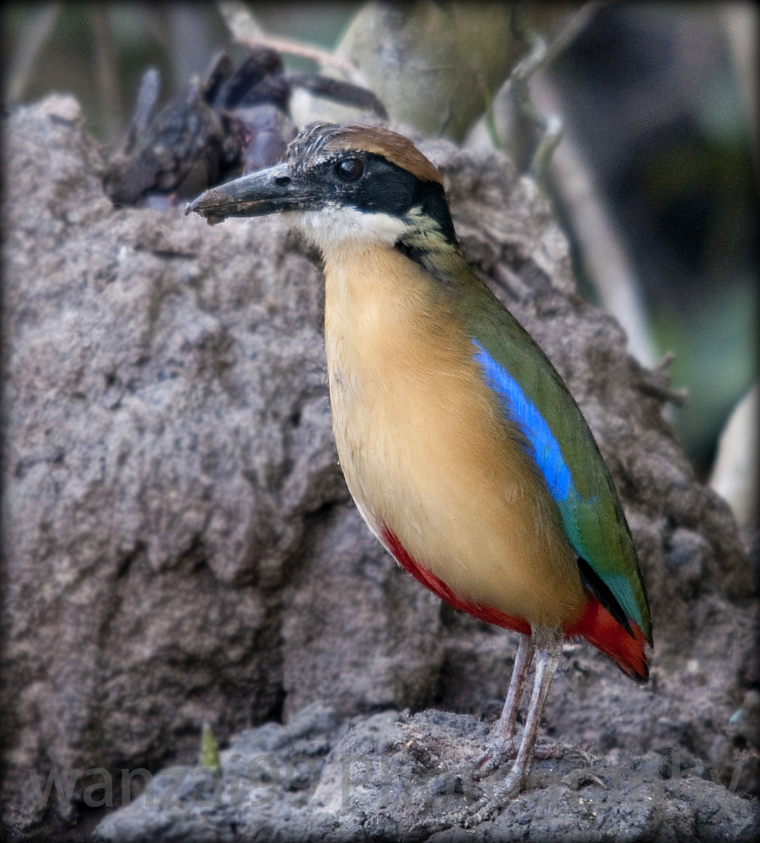 wanzai99 PHOTOGRAPHY: Burung Pacat Bakau