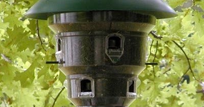 Squirrel shocking bird feeders: anti-squirrel protection you can trust ...