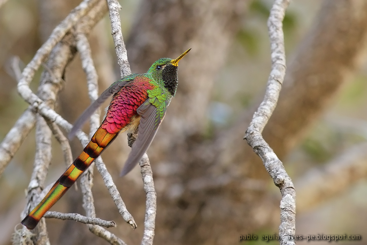 mis fotos de aves: Sappho sparganurus Picaflor Cometa Red-tailed Comet