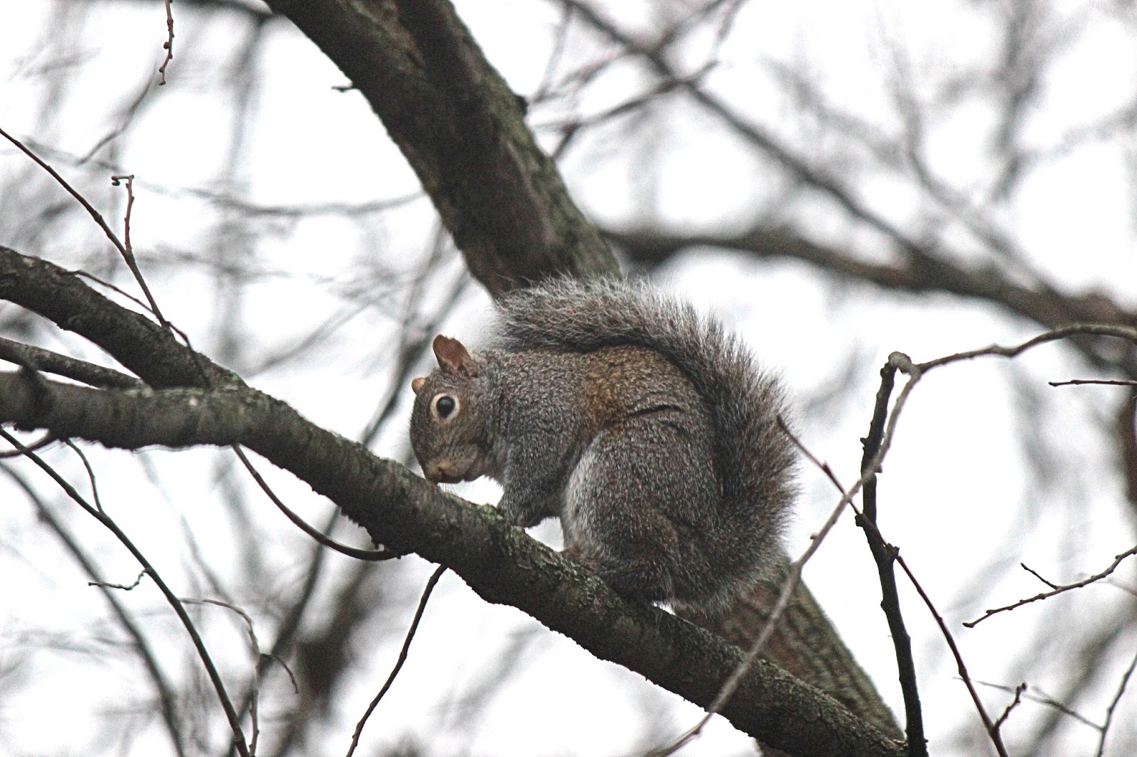 Squirrel In The Trees