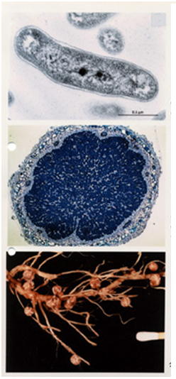 Biology for Education: BIOAKUMULASI LOGAM BERAT OLEH BRADYRHIZOBIUM ...