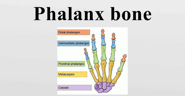Phalanx bone - Medically