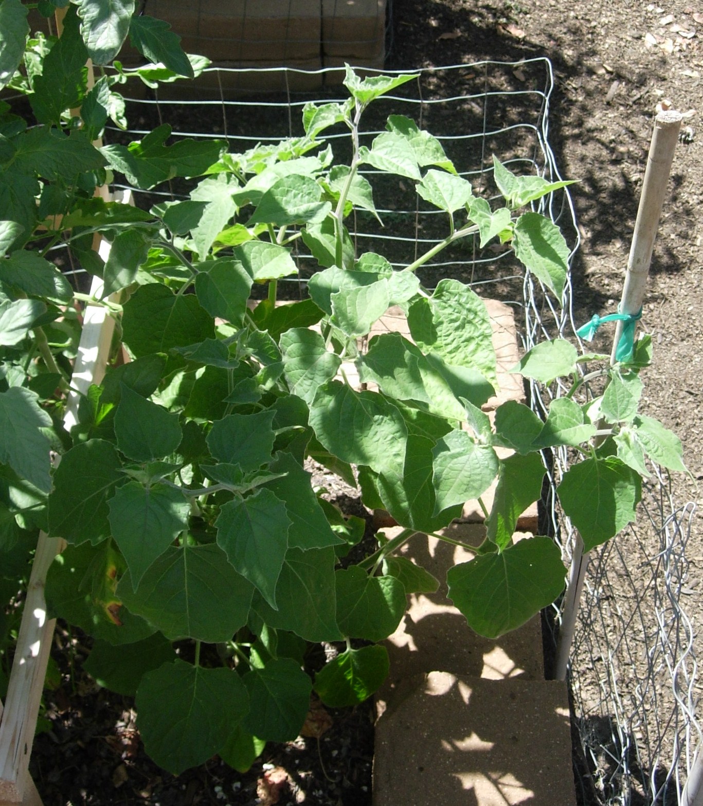 Thyme In A Bottle: Here They Come Again! Tomato Time and Update