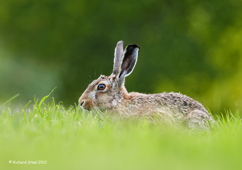 Wildlife Photographic Journals