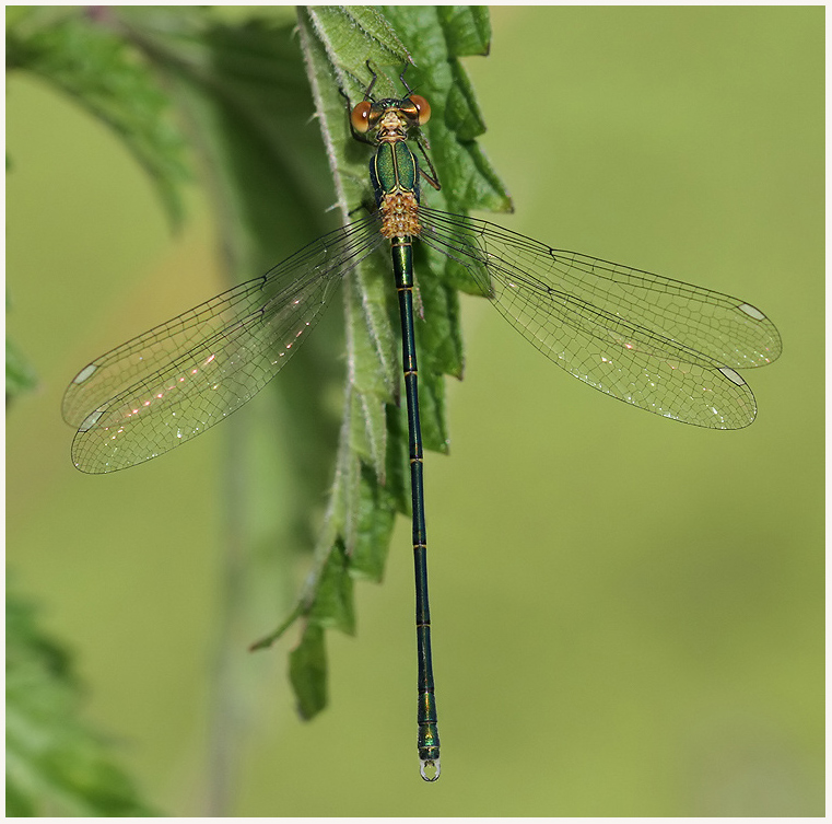 Kent Dragonflies: The Willows of Nethergong