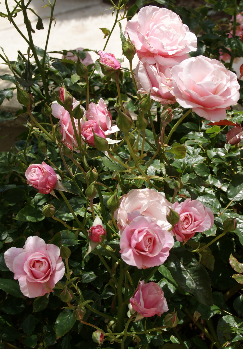 Organic Garden Dreams: May Roses