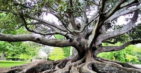 Smochinul: Simbol și legendă - diane.ro