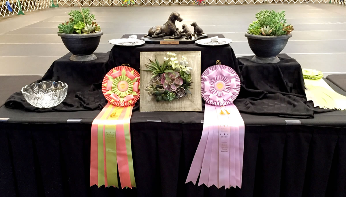 GSPCA 2018 National Specialty Show: It's Futurity Day!