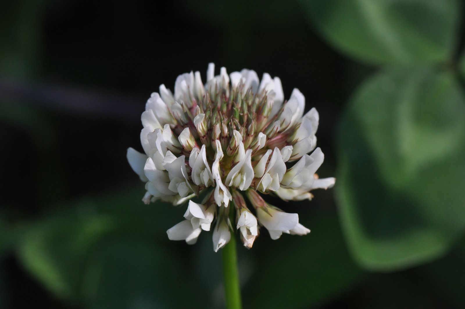 Desde Alájar: Trébol blanco