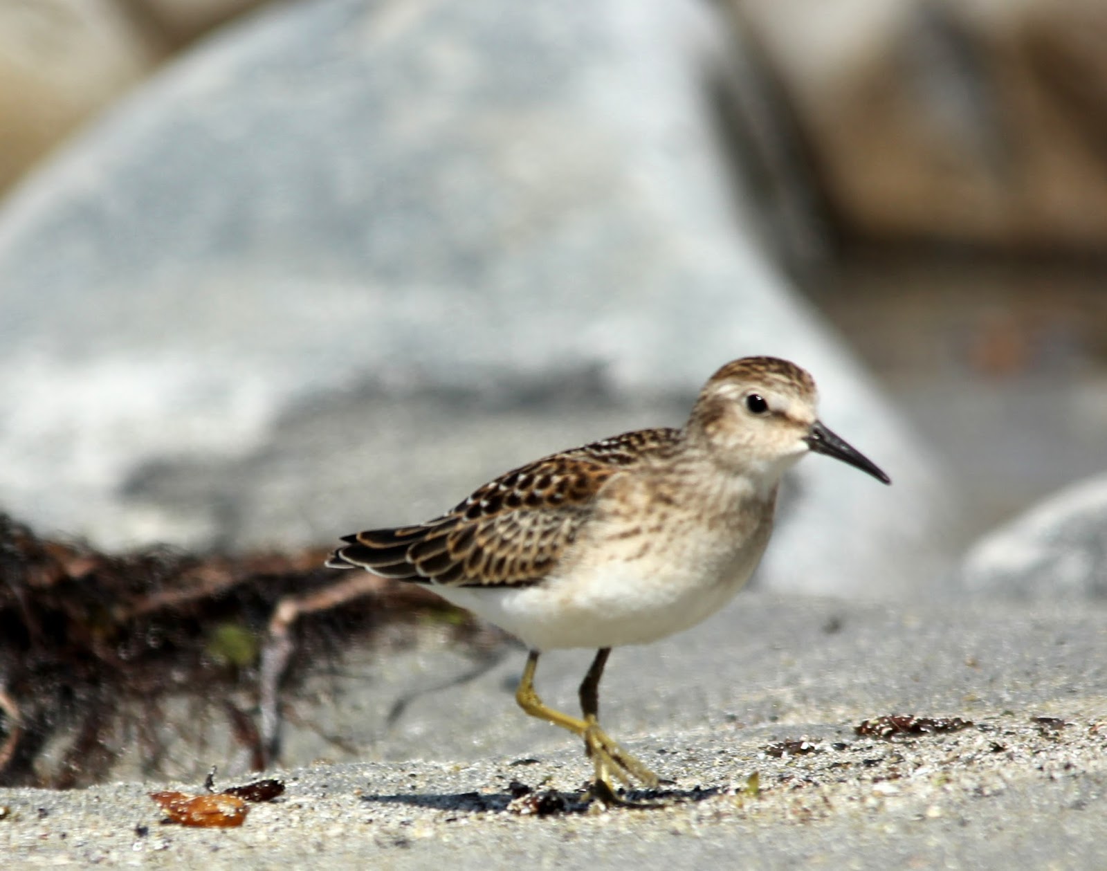 Here and There: Day 250 - 6th September 2016 - Ruddy Turnstone ...