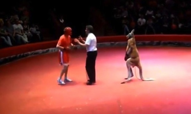 Man Vs Kangaroo Boxing Match - everything is in order