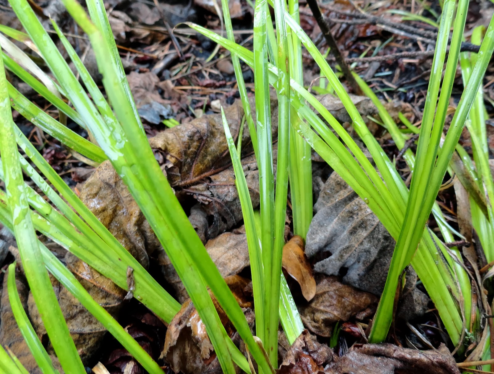 danger garden: A bright evergreen trio, my favorite plants in the ...