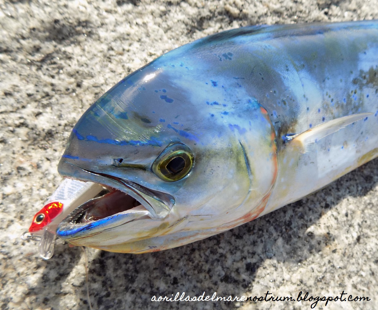 A Orillas Del Mare Nostrum: Objetivo cumplido: ¡Llampuga desde costa ...