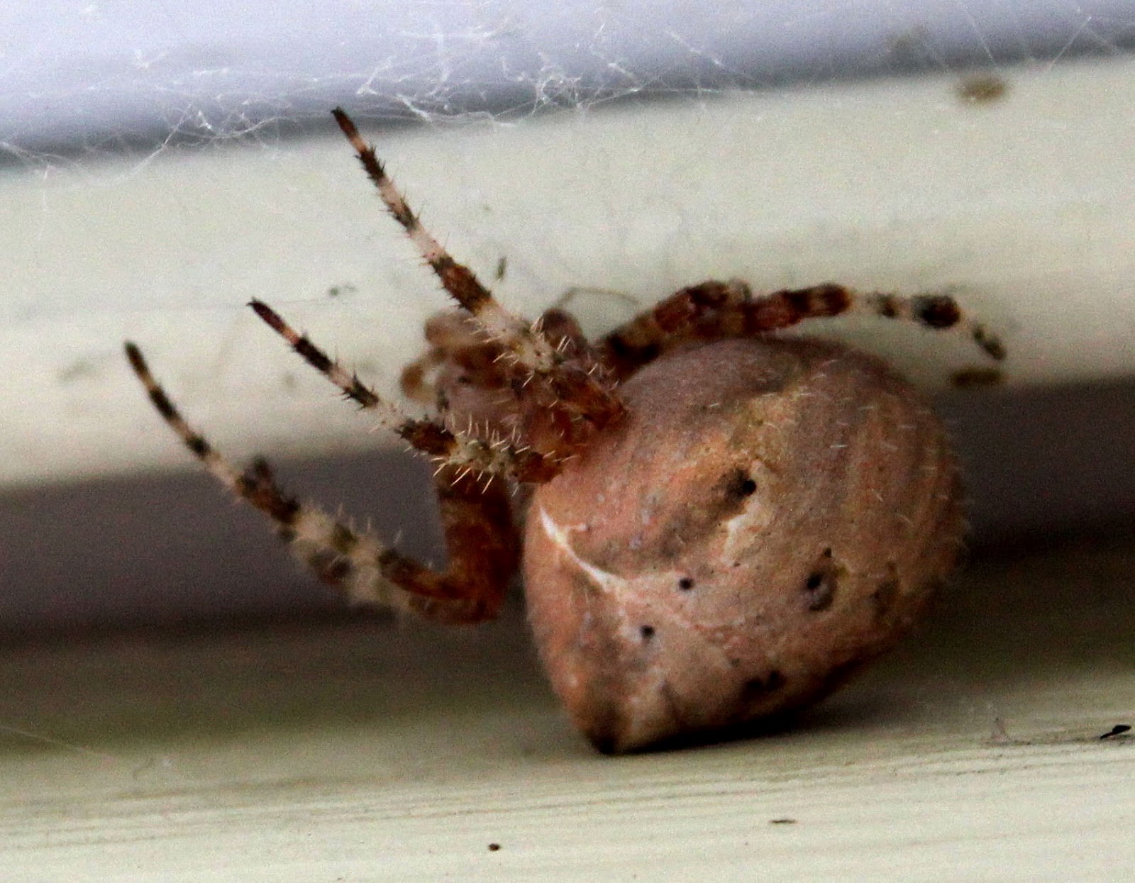 My Mountain Garden Gleanings: Spiders In My Yard