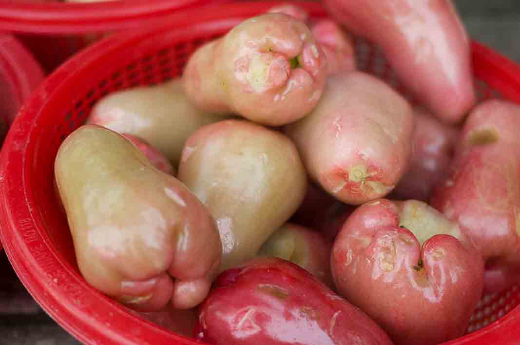 WOW this is the Great Benefits of Water Guava ~ mrsmps