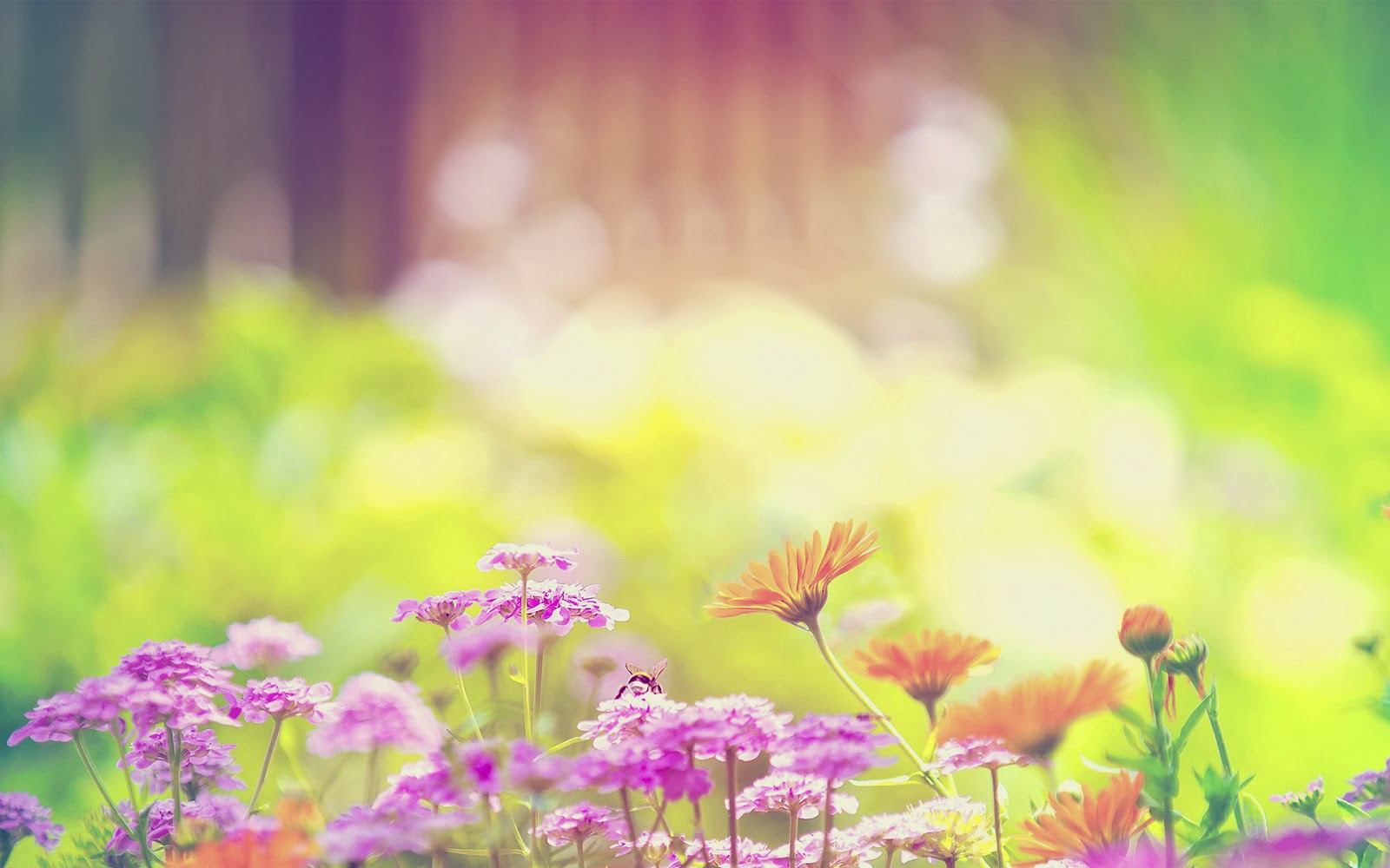 Wallpapers Background Imagini de fundal FLORI | Florarie Non Stop