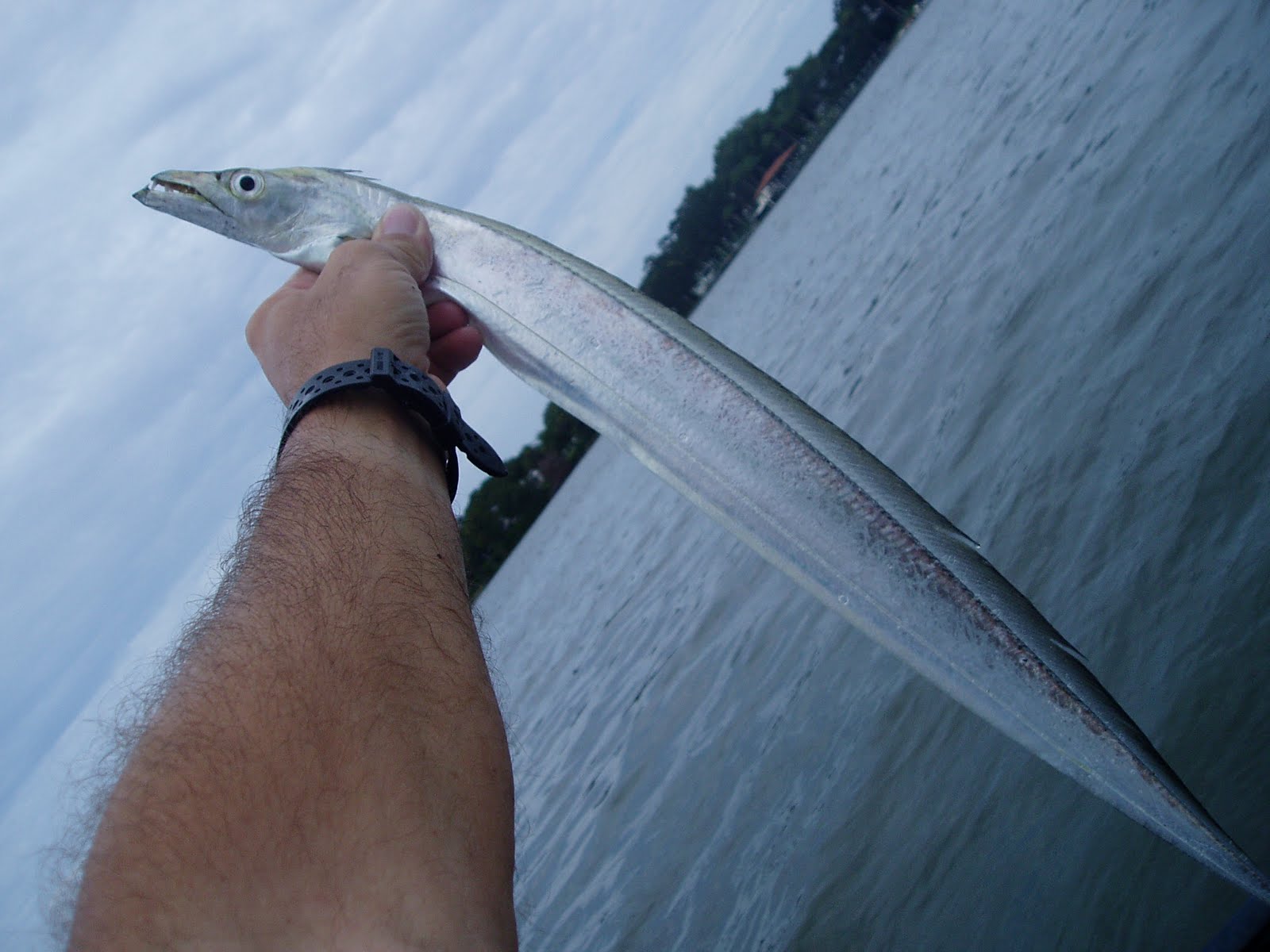Kayak Angling for Big Fish: Shrimping in the Halifax River 7-16-11
