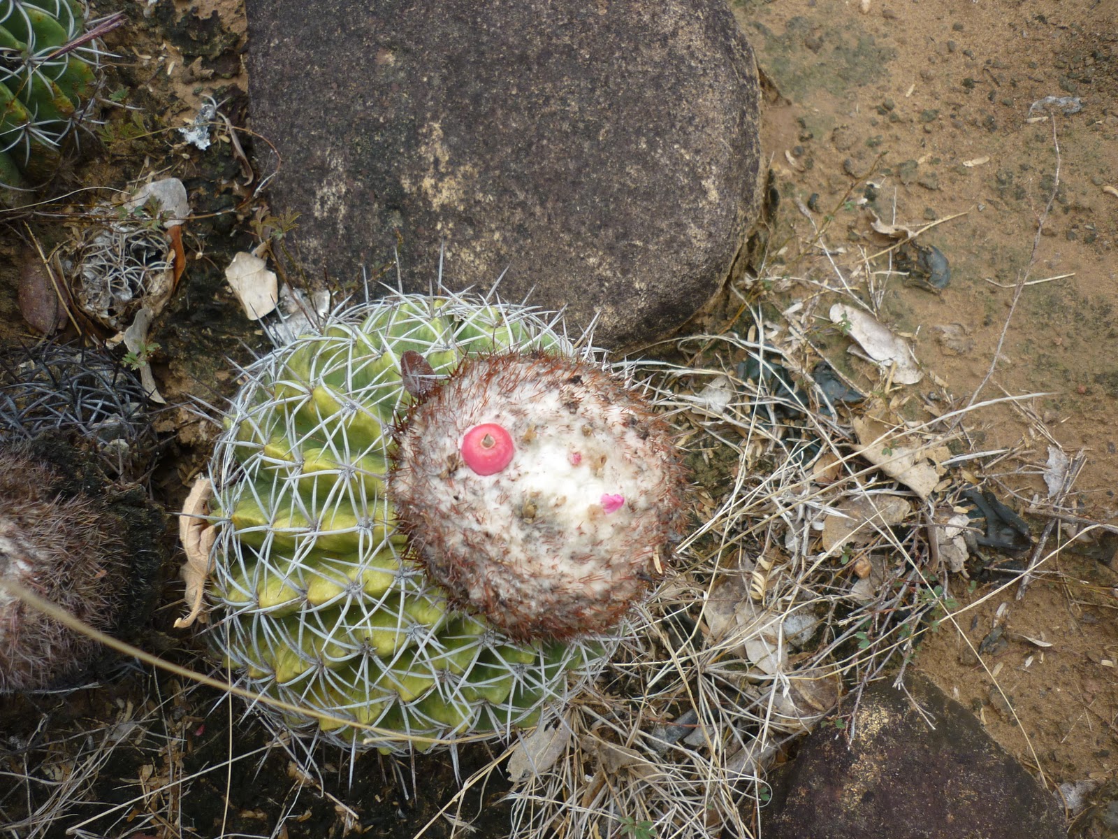 MEDIO AMBIENTE - DESIERTO DE LA TATACOA: Pitahaya, fruto del cactus