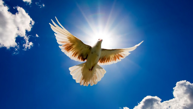 Dove freedom Wallpaper - Wallpapers For You | All the best wallpapers