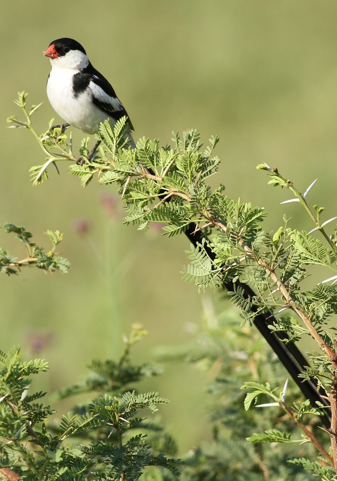 OC Birder Girl: The Pin-tailed Wydah--Vidua macroura