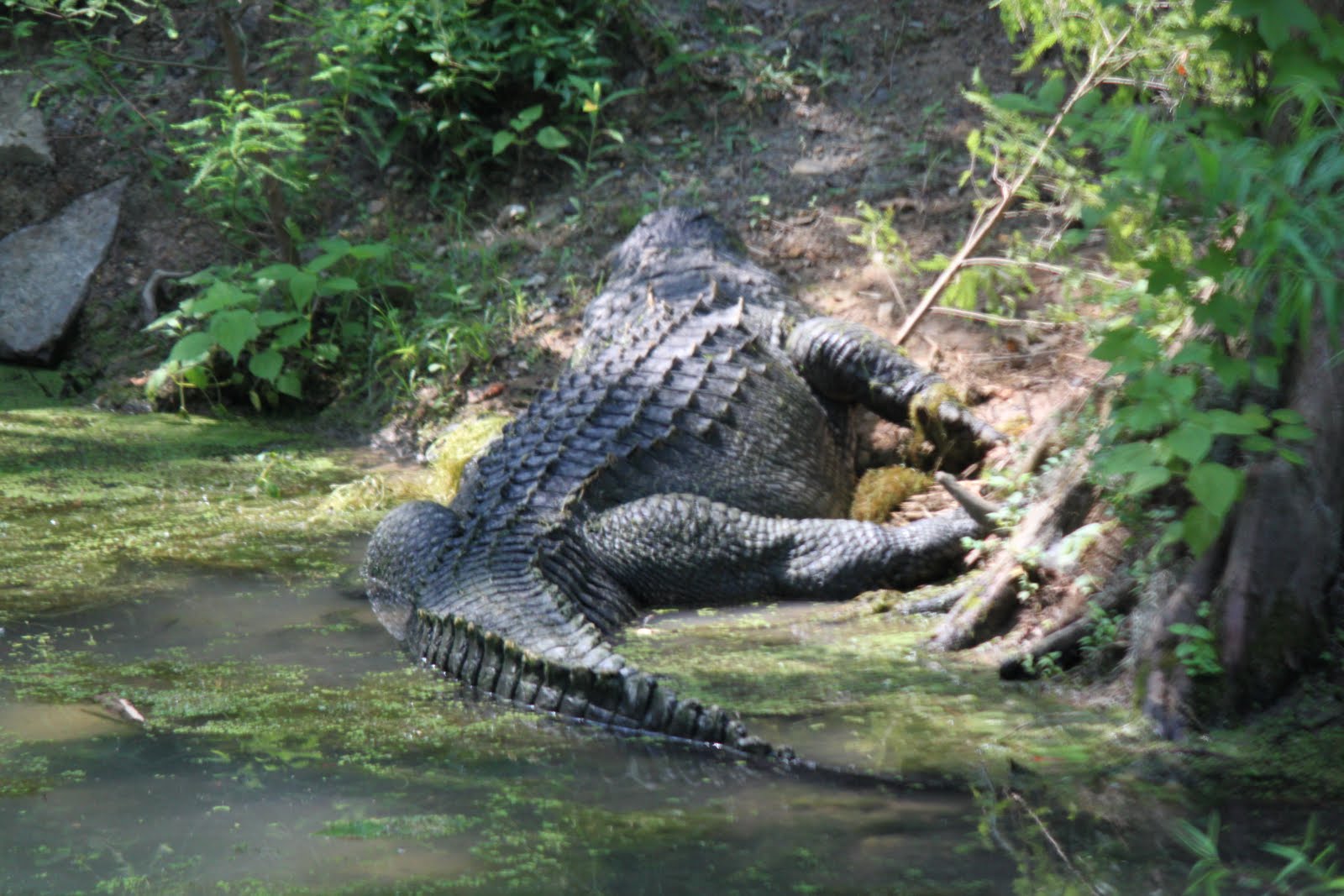 What's Shakin With The Schaeperklaus': Happy 4th!!
