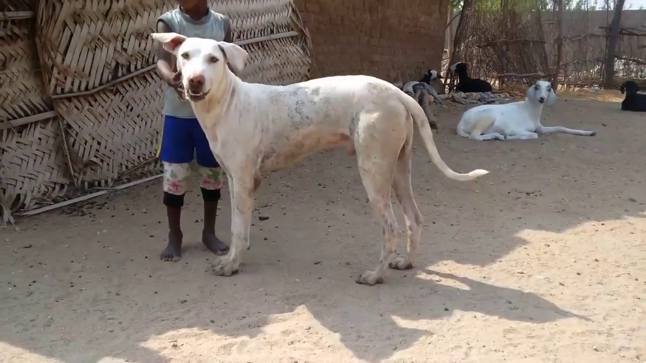 Mandai Dog Facts & Information | Yourdogbreedsinfo