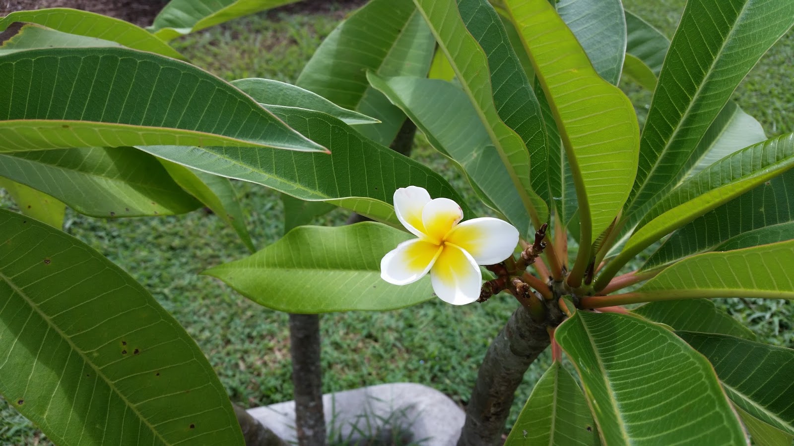 Tickets on Herself: New Year's Day - frangis!