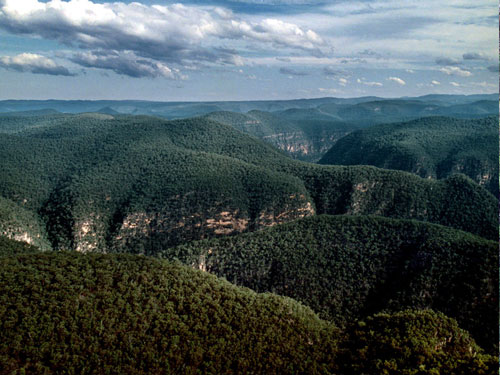 HOW TO GROW THE WOLLEMI PINE |The Garden of Eaden