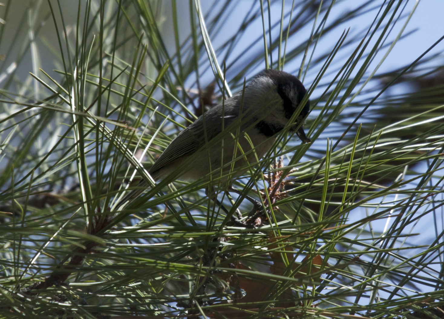 Birding Is Fun!: Saluting the Flag!