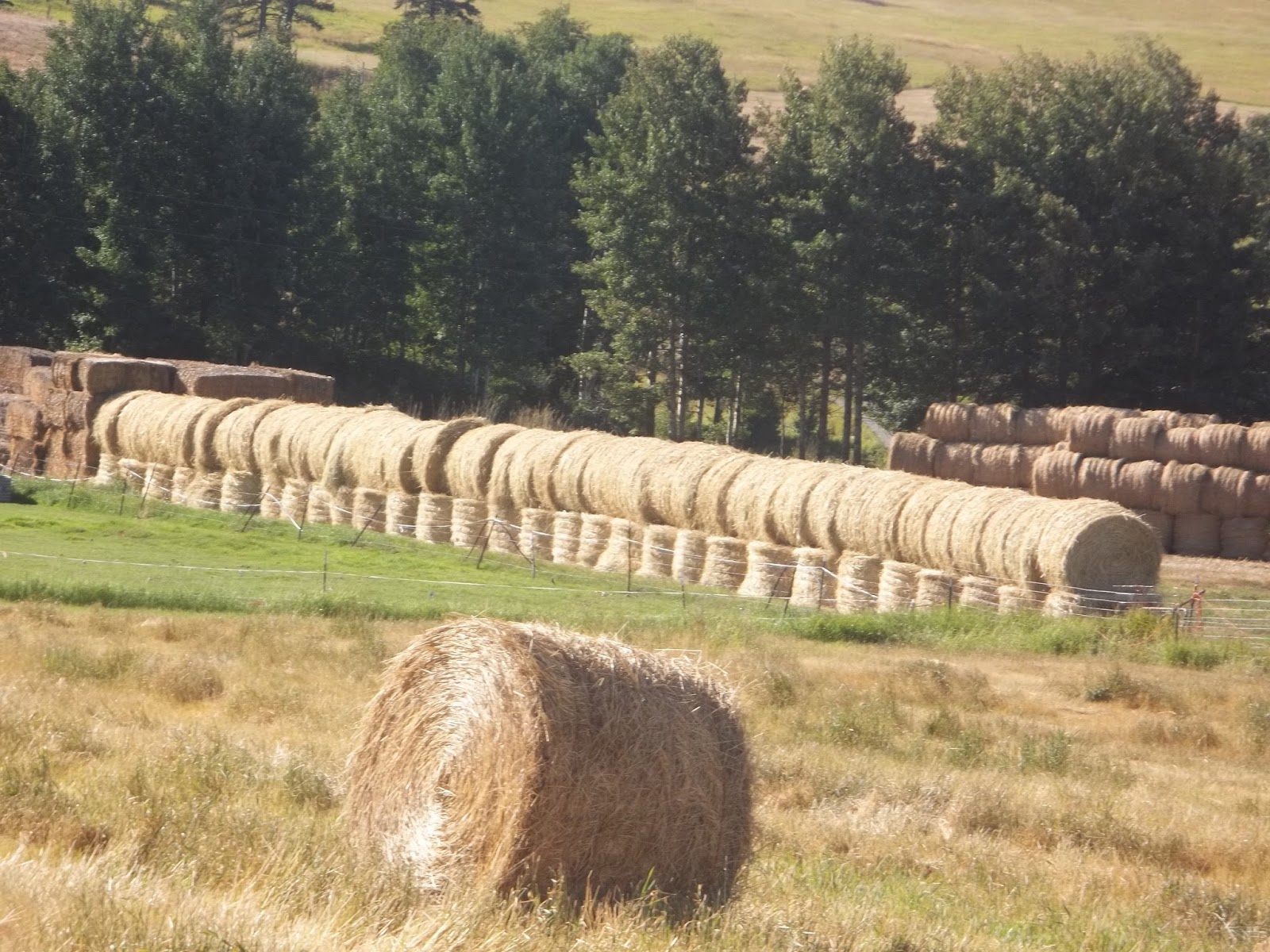 Nelson Ranch: July/Aug Rodeo and Hay Making Season