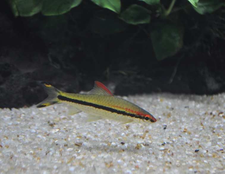 ZOOTOGRAFIANDO (6.100 ANIMALS): BARBO TORPEDO DE LÍNEA ROJA / RED-LINE ...