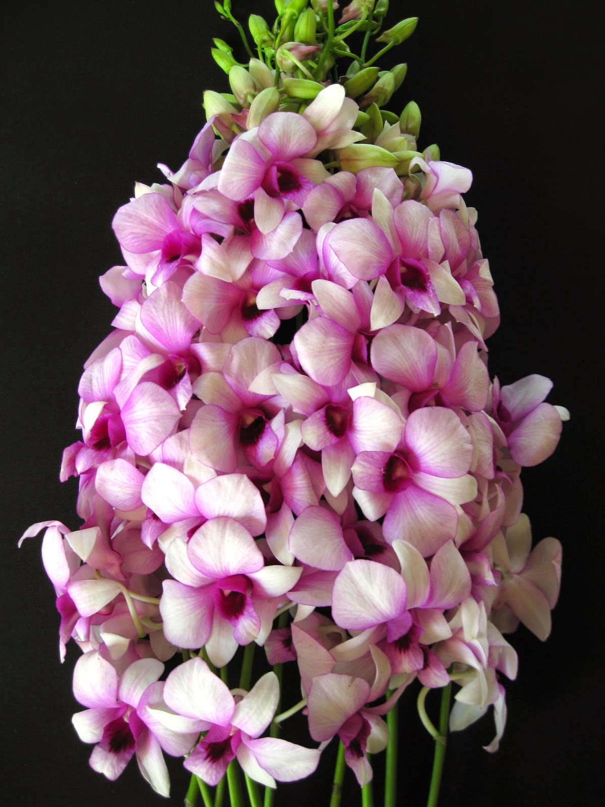 Ten Exquisite Pink Orchid Flowers for Spring | Orchidaceous! Orchid Blog