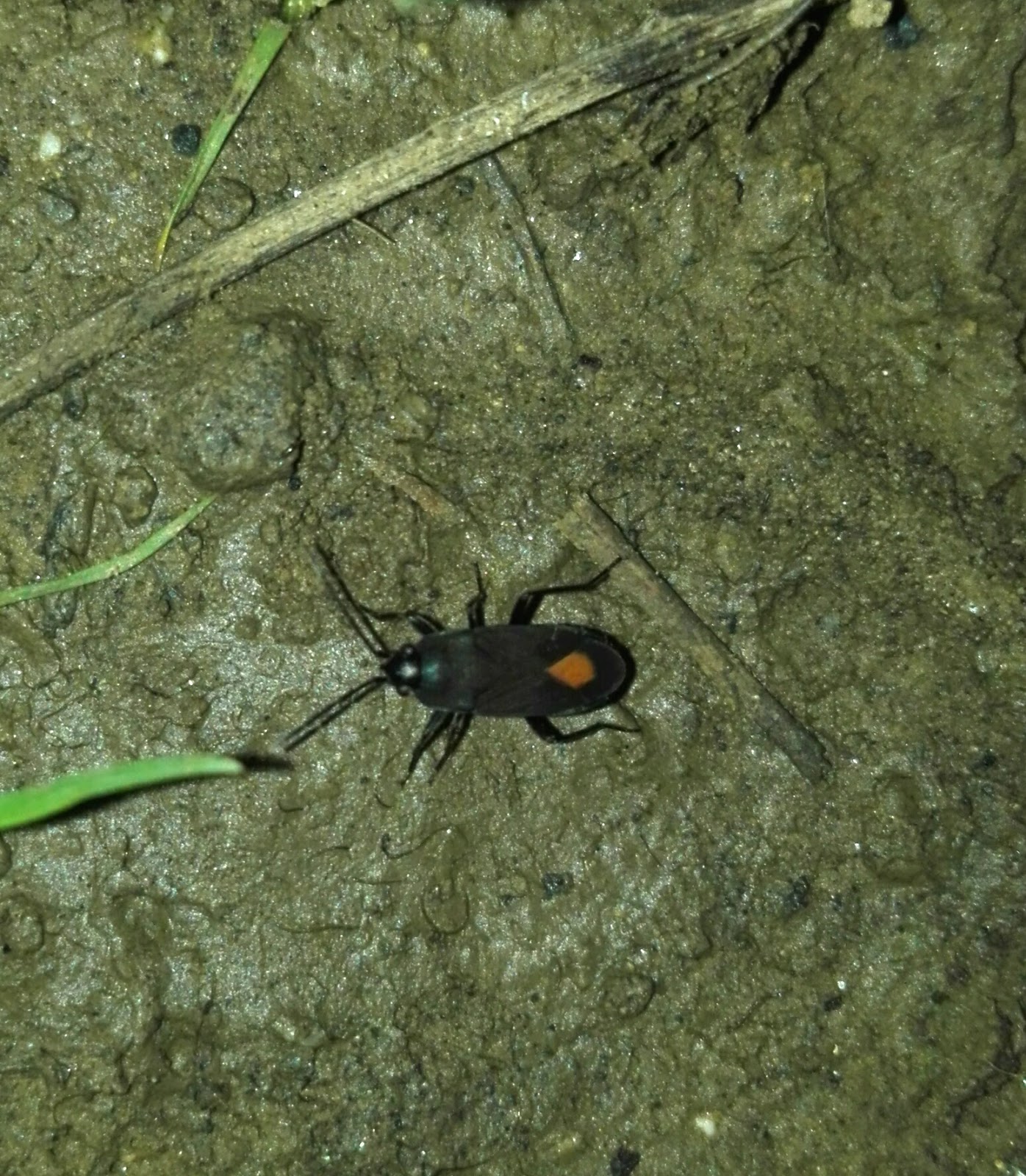 INSECTOS DE P.R. In Memoriam Dr Luis F Martorell y Dr Alain Liogier ,DR ...