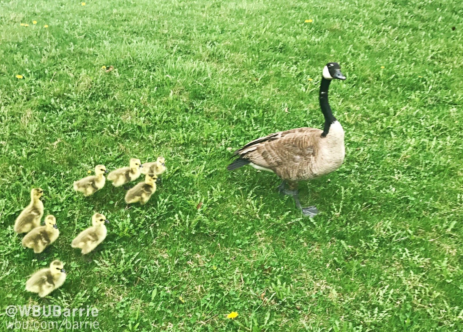 Duckling and Goslings: the Season for Young Waterbirds | Nature Notes Blog