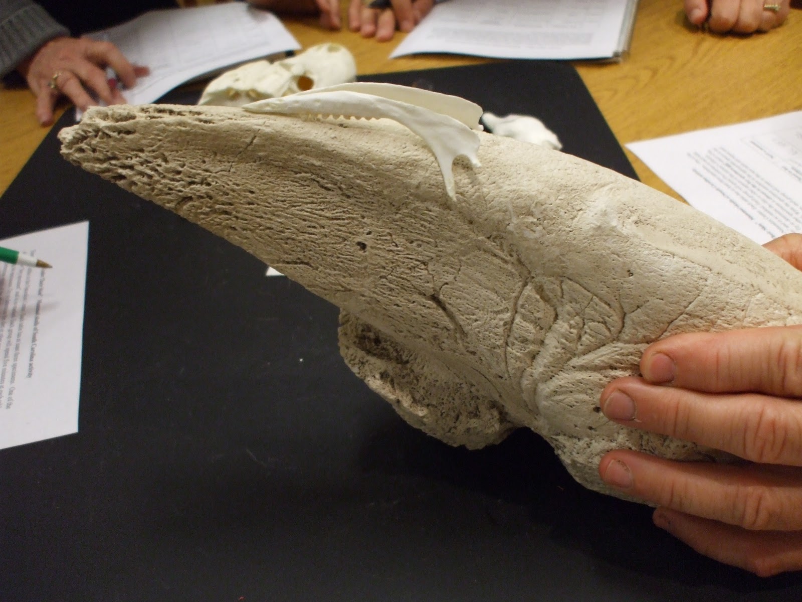 Eggs Come From The Store?: Exotic Carolina Terrane