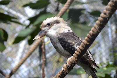 Santuario de aves: Cucaburra común