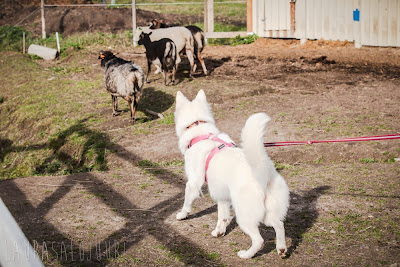 Paws Up: Paimenkoirat paimentaa