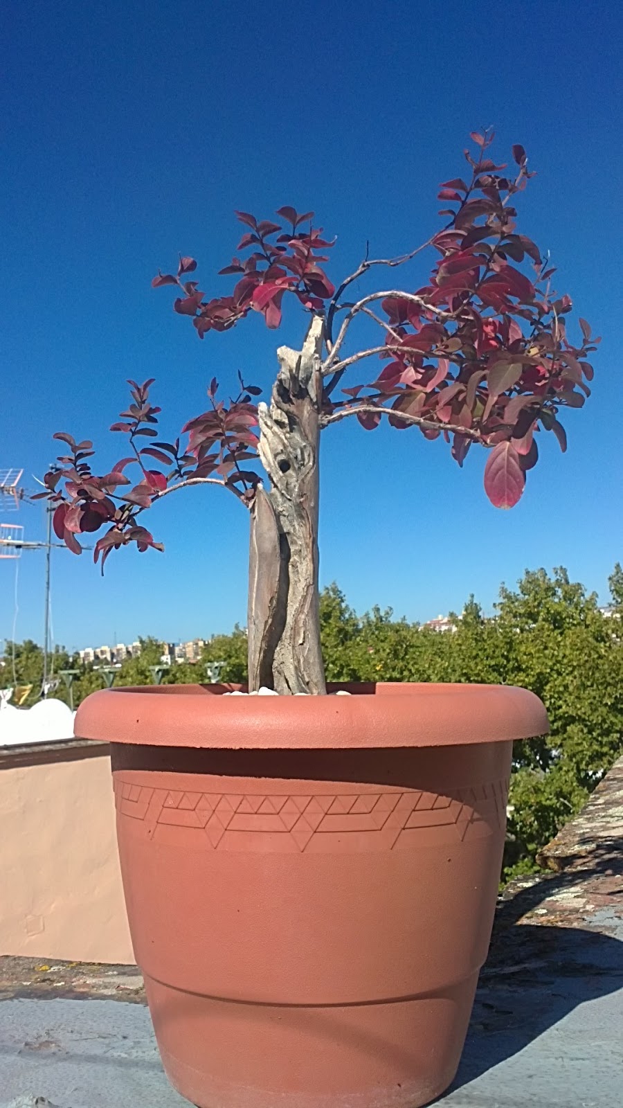 Bonsai de andar por casa...: Árbol de Júpiter - Lagerstroemia indica