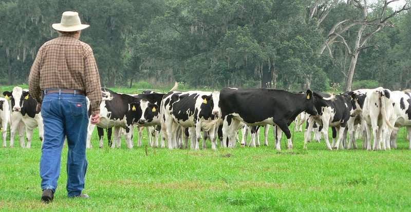 EUA: Antibióticos aprovados pela FDA para o gado podem causar ...