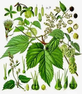 hameiul planta medicinala-hops herb | Farmacia Naturală
