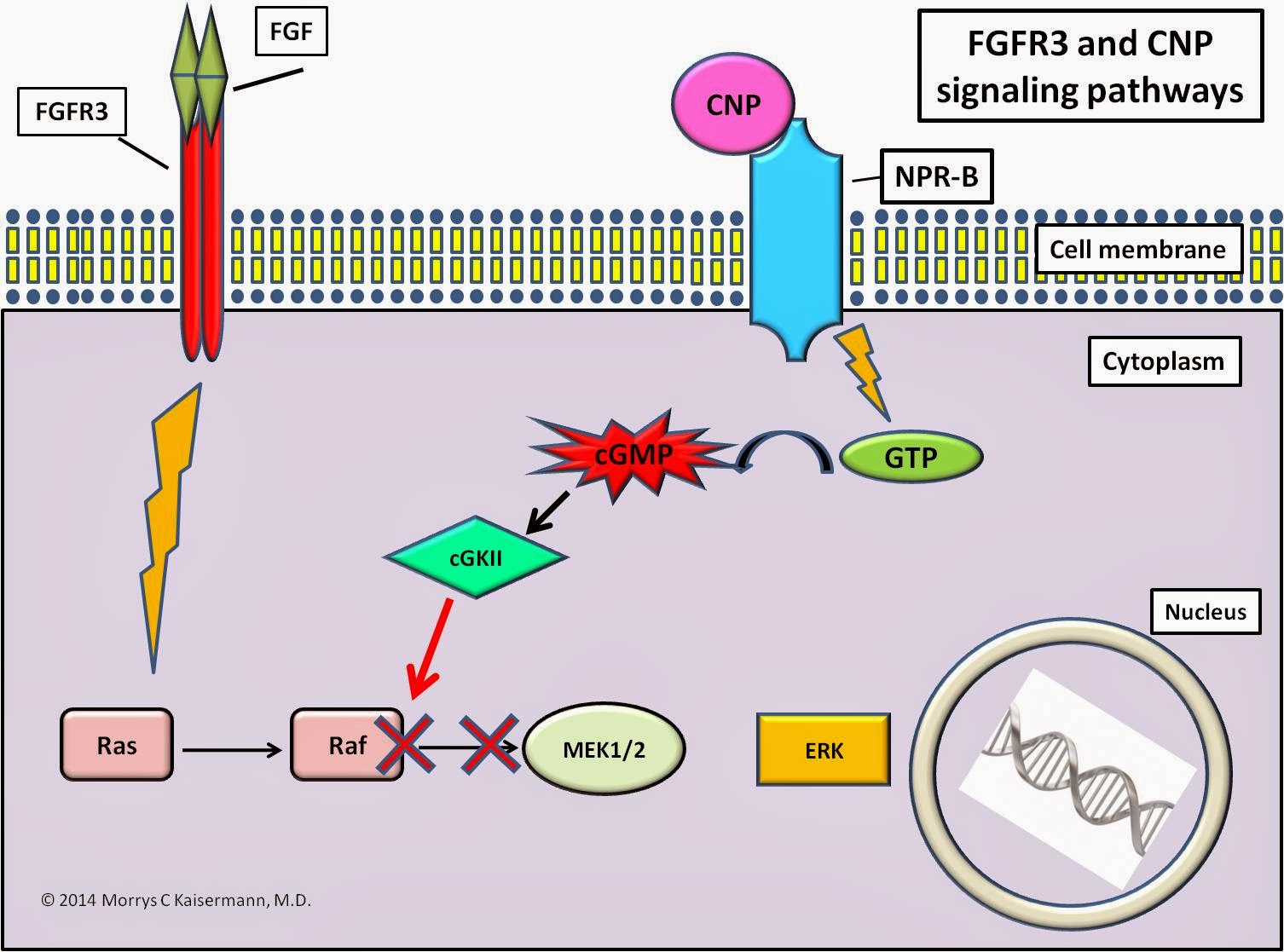 Treating Achondroplasia: Blocking the MAPK cascade to treat achondroplasia