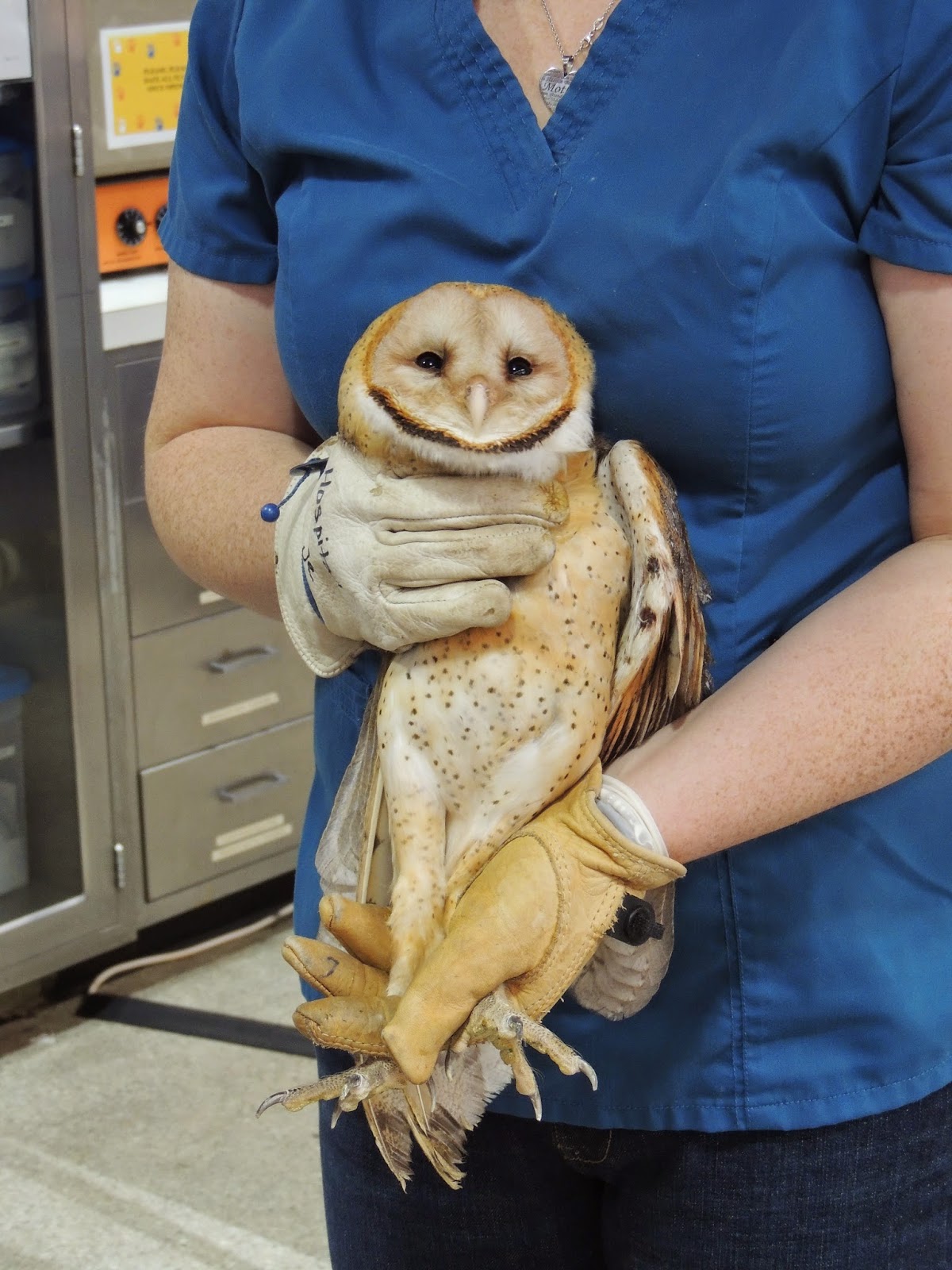 Trabajar en el zoo: Cuidados de la lechuza comun